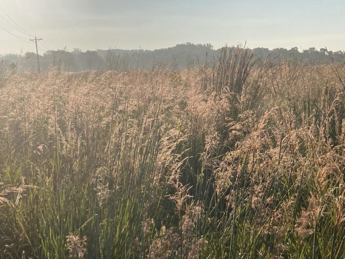 Prairie grasses entering prime time | News, Sports, Jobs - Times Republican